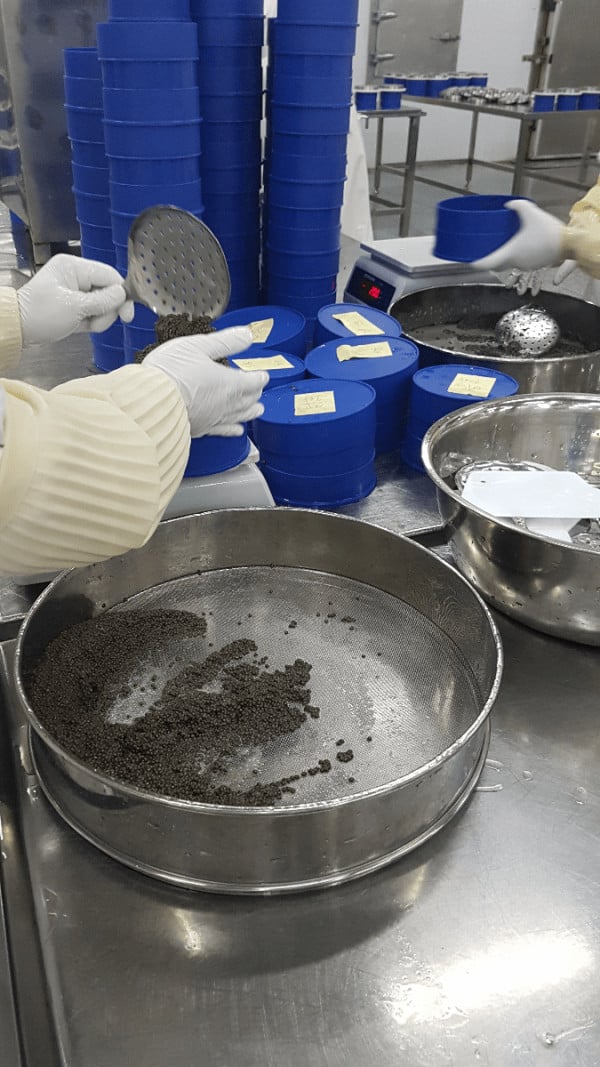 Things To Know About Caviar - Culinary Ambition